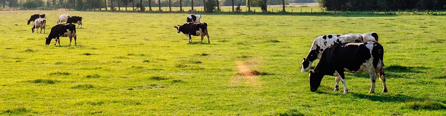 Northwest Iowa Renewable Natural Gas Project