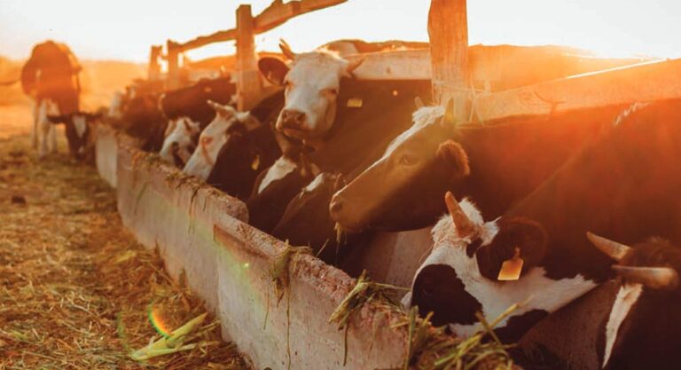 Gevo's Fuel Process Also Makes High-Value Nutrition