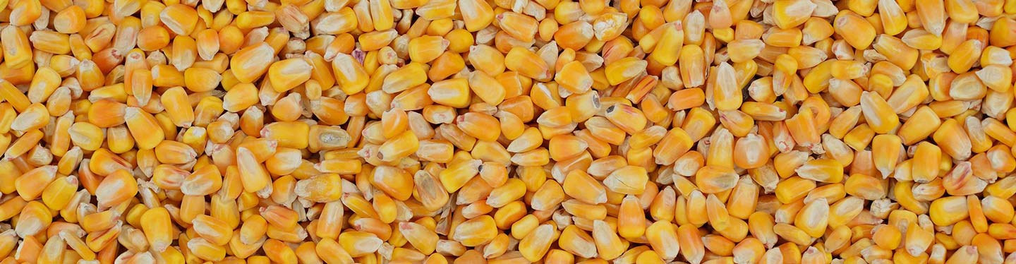 Gevo North Dakota: Renewable Fuels and Carbon Abatement